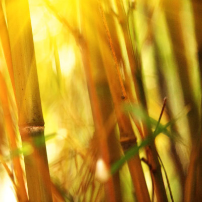 BioPur - Biodegradable Biocomposite Material Manufacturer In India ...